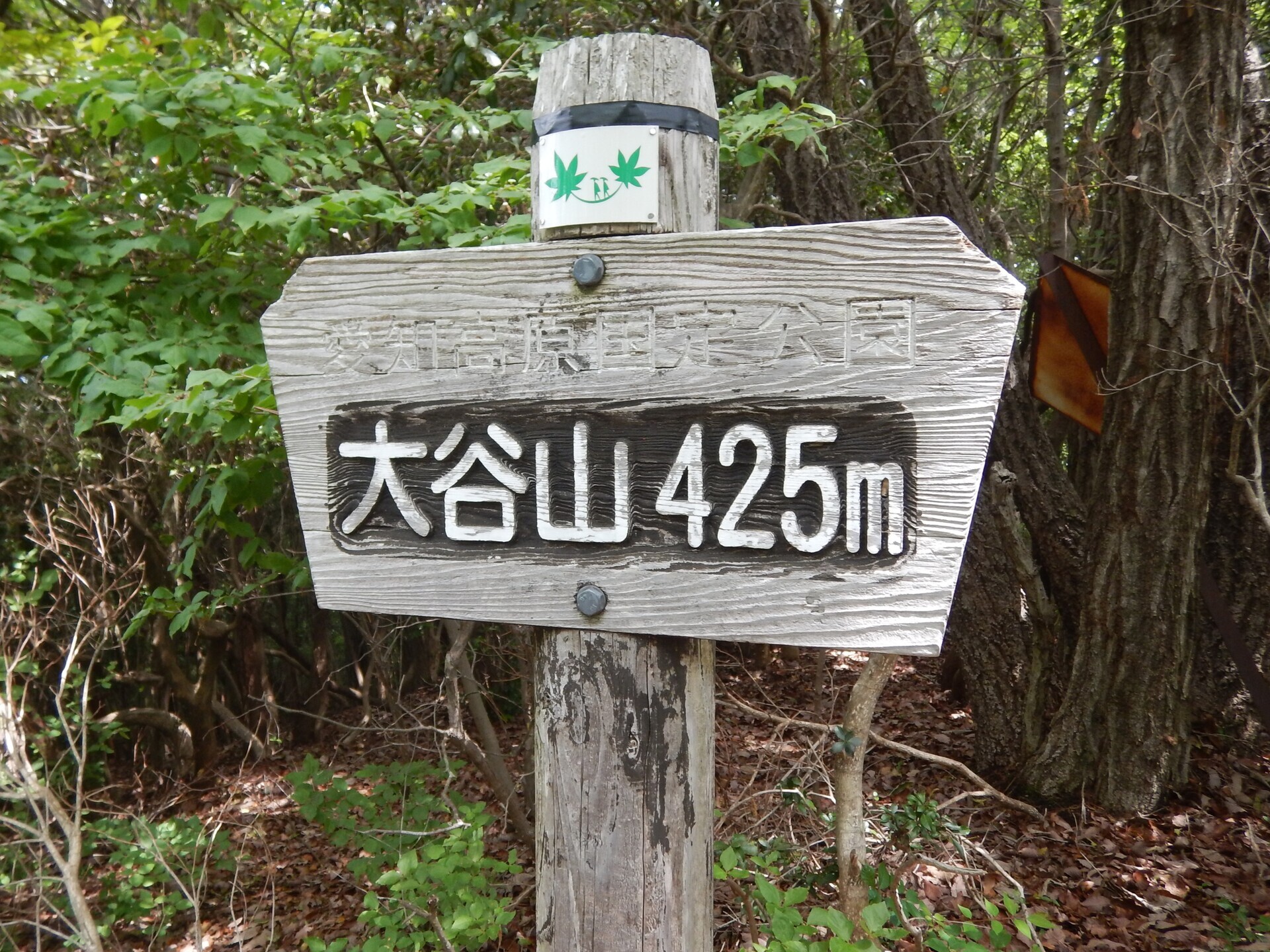 弥勒山･大谷山･道樹山～トキソウムヨウラン、細野から周回～: さぶの気ままな山旅